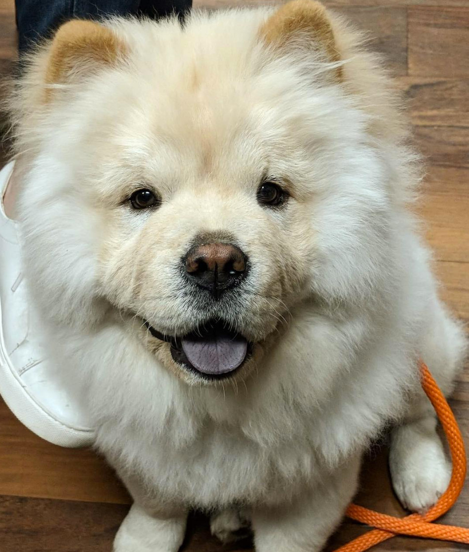 Paw by Paw Dog Training