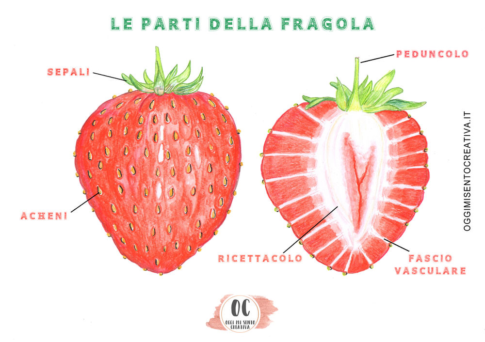 Conoscere la fragola (2/3) con freebie