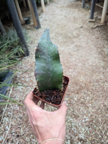 Strophocactus wittii Rooted | sascactus.com
