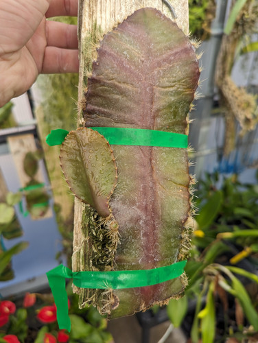 Strophocactus wittii Mounted | sascactus.com