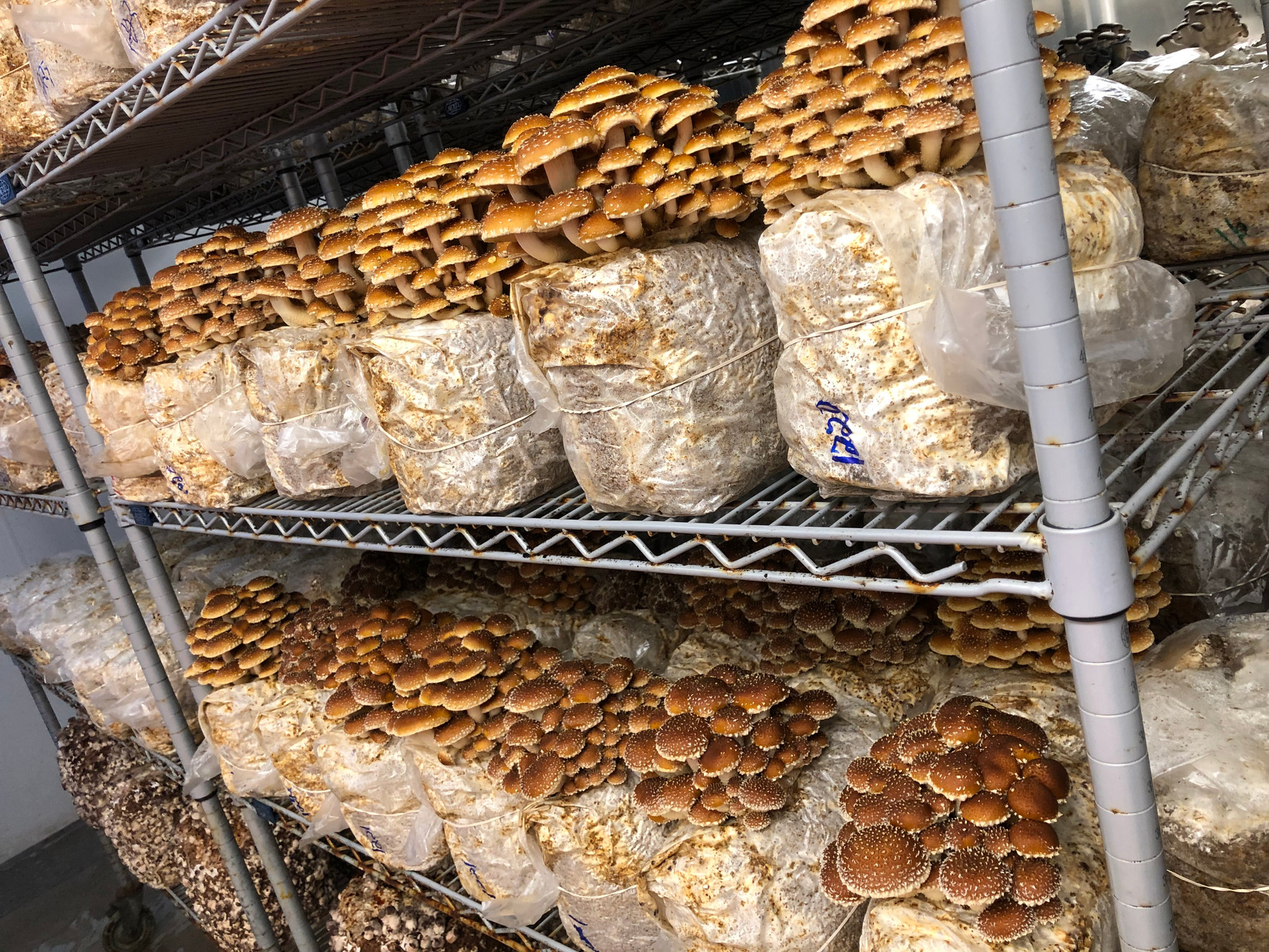 Where to Find Us | Dunk's Mushrooms