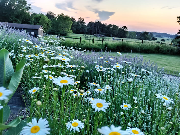 U-pick And Design With Flowers | Terraces Flower Farm | Milford Charter ...