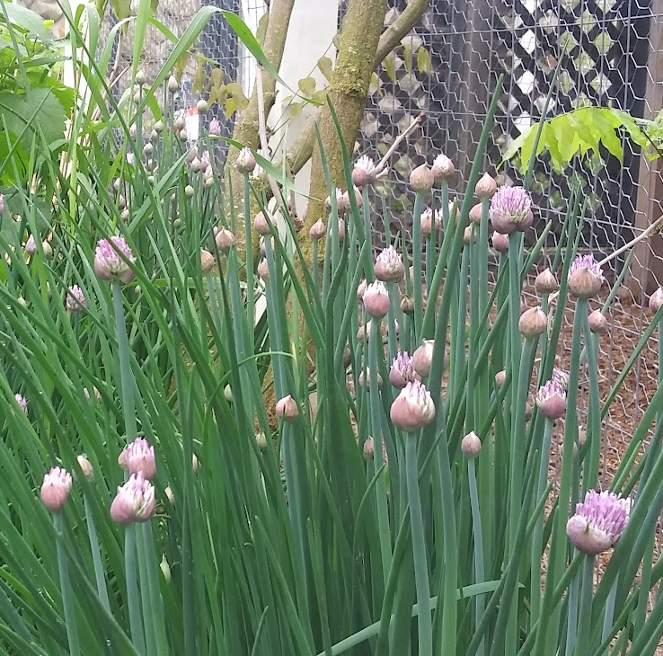 VISIT THE FARM | Terraces Flower Farm