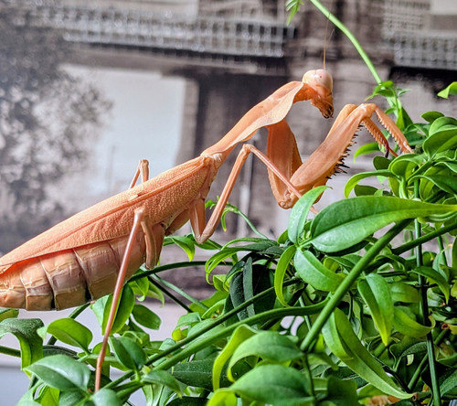 Rhombodera kirbyi - Timor Shield Mantis | Inverted World