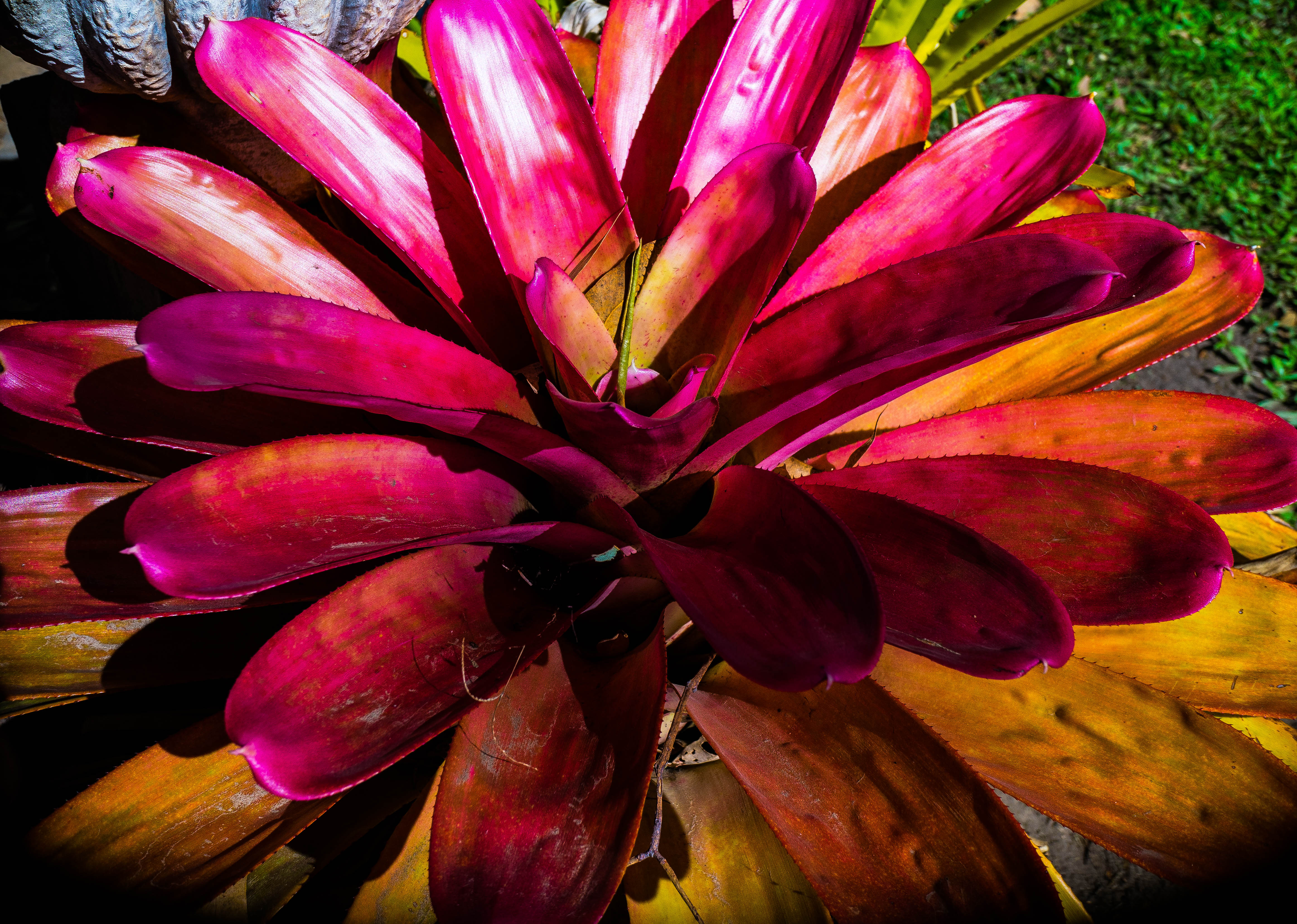 Territory Exotics & Watergardens | Bromeliads and Exotic Plants