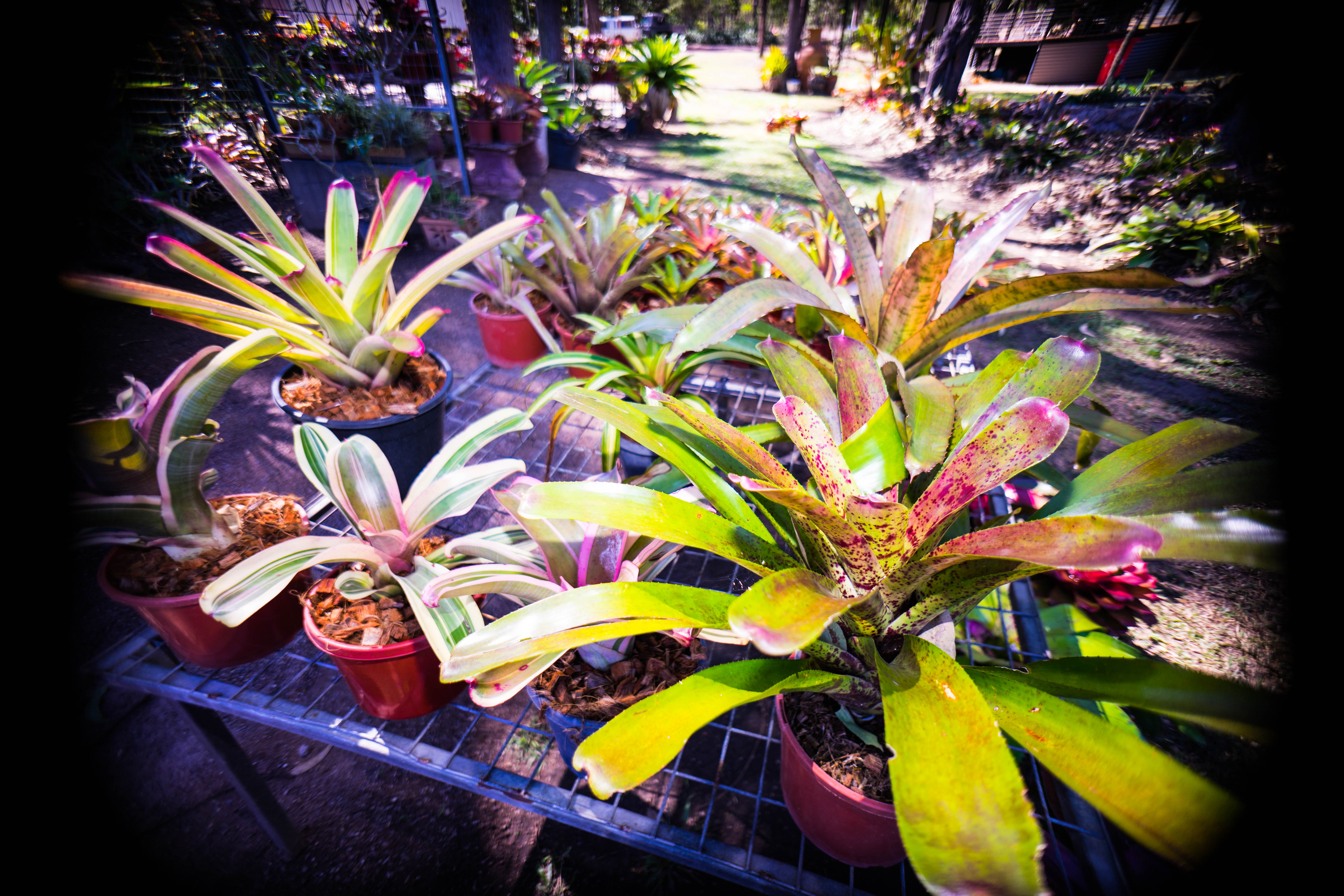 Territory Exotics & Watergardens | Bromeliads and Exotic Plants