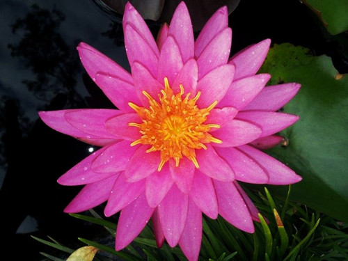 Nymphaea Mayla | watergardensfinal