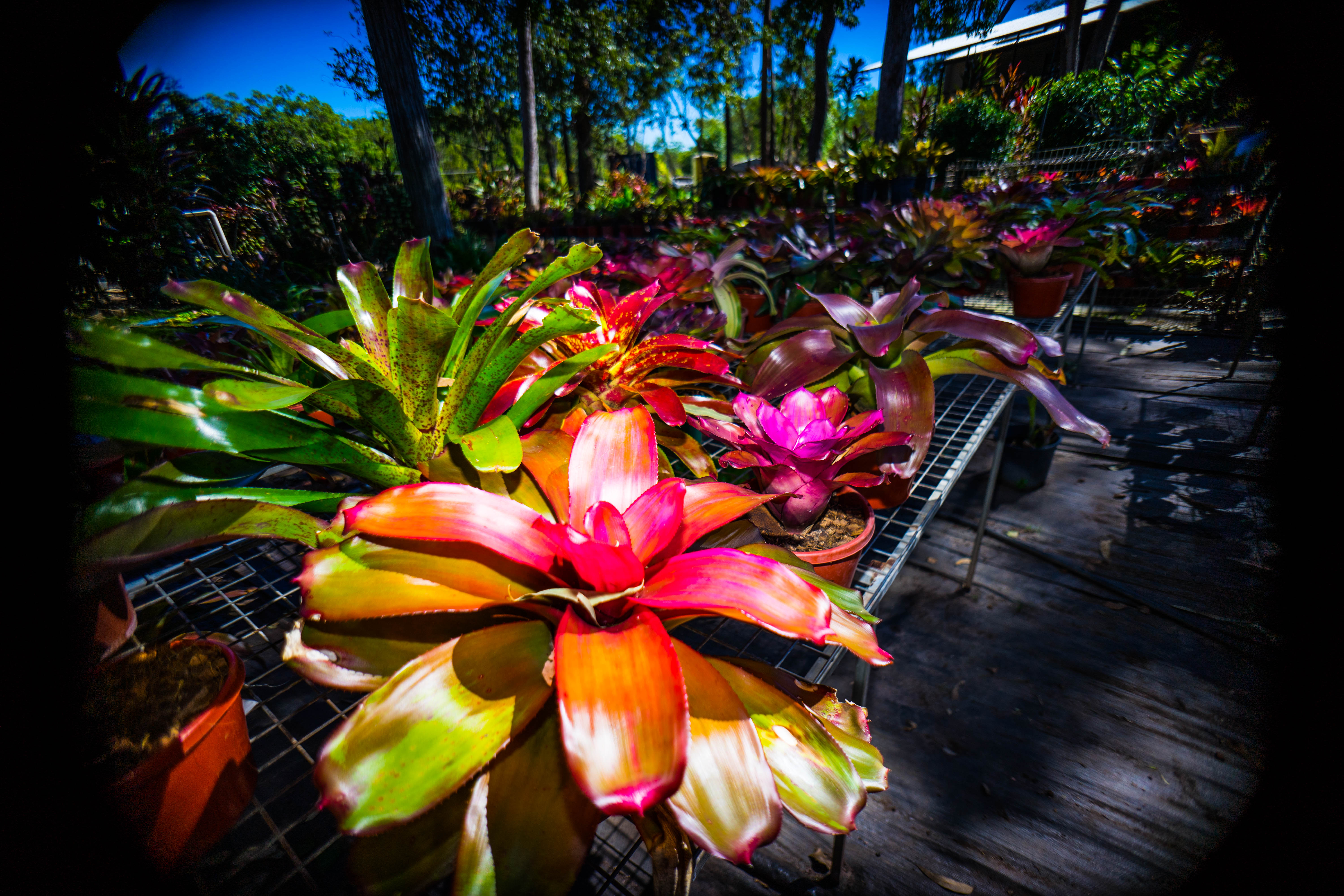 Territory Exotics & Watergardens | Bromeliads and Exotic Plants