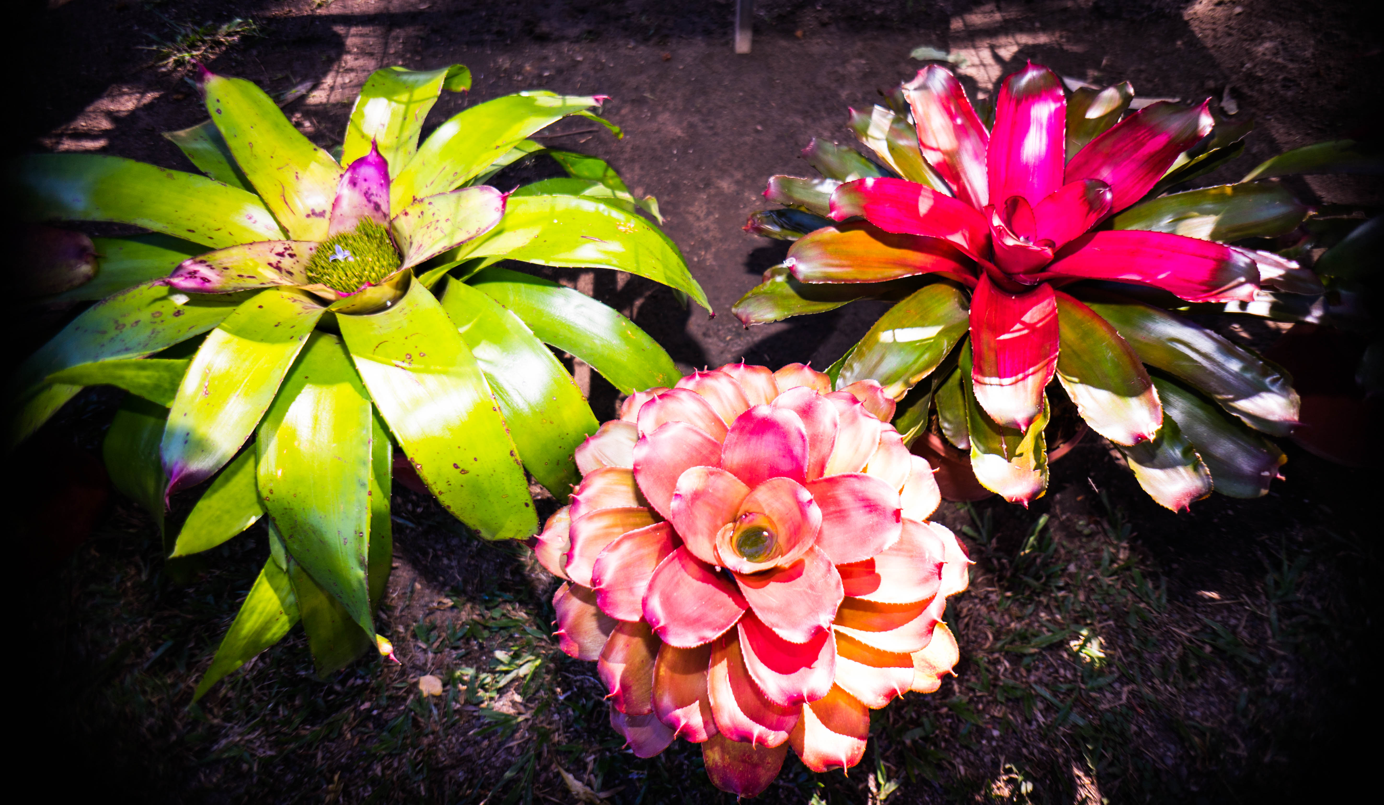 Territory Exotics & Watergardens | Bromeliads and Exotic Plants