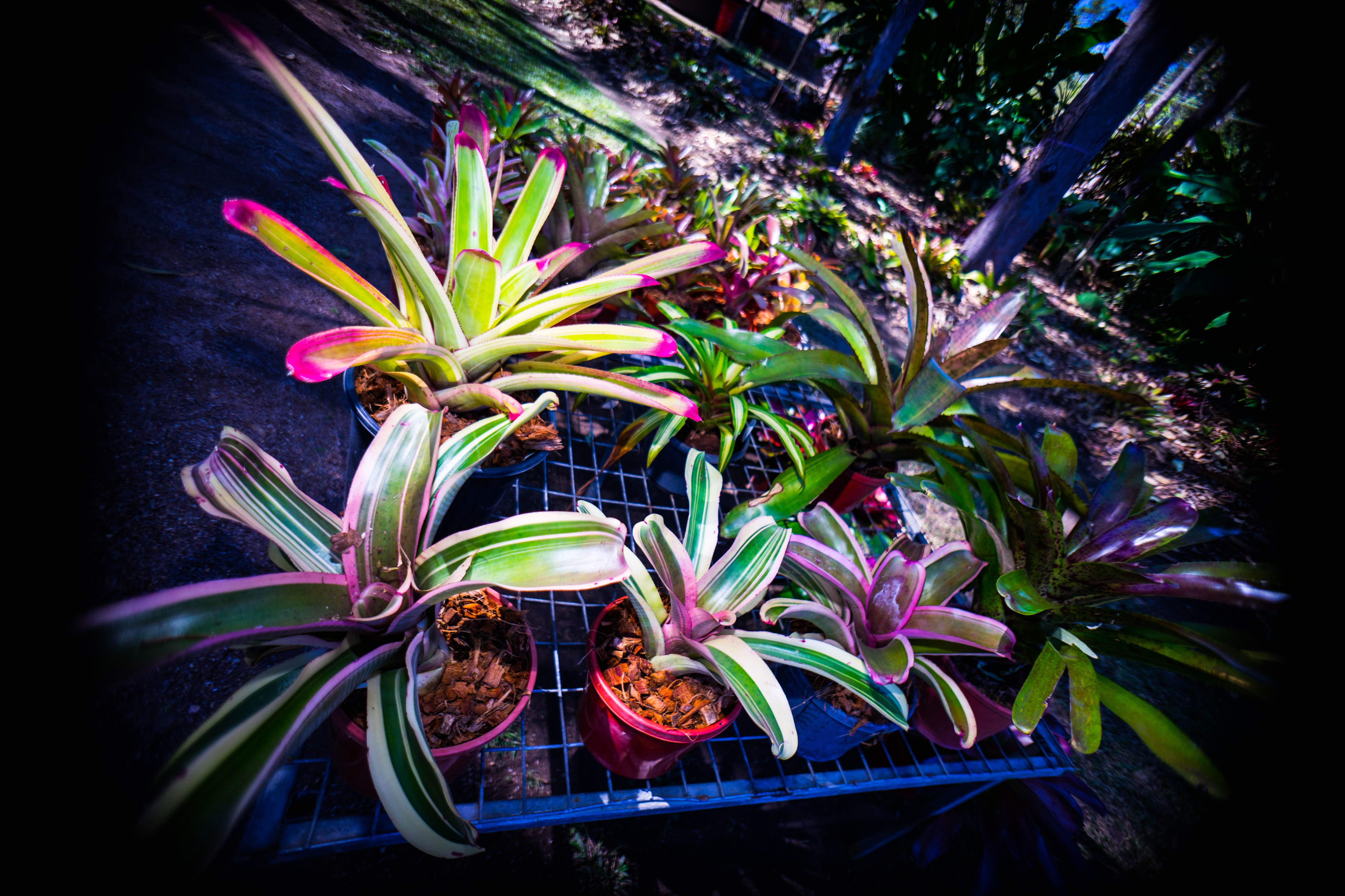 Territory Exotics & Watergardens | Bromeliads and Exotic Plants
