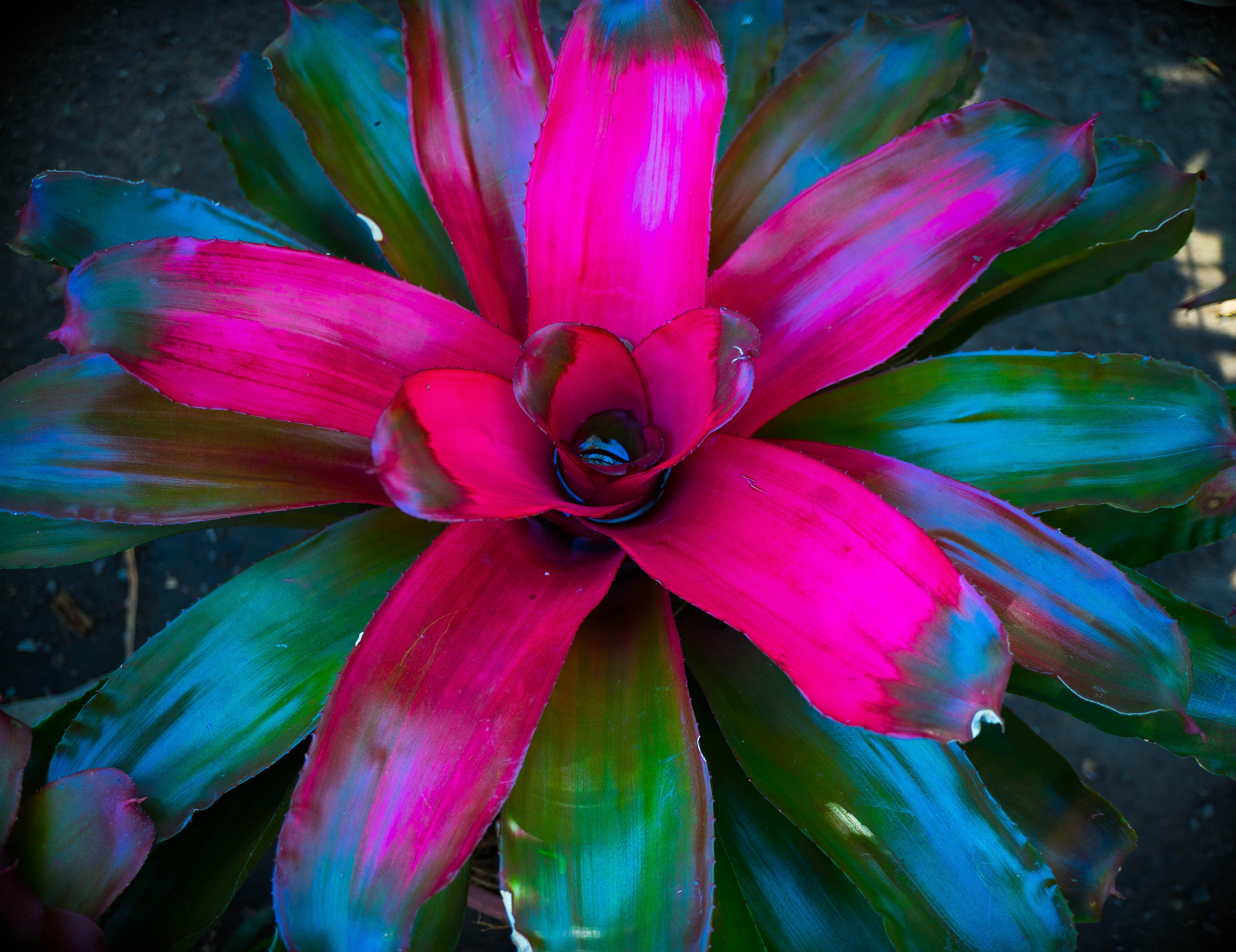 Territory Exotics & Watergardens | Bromeliads and Exotic Plants