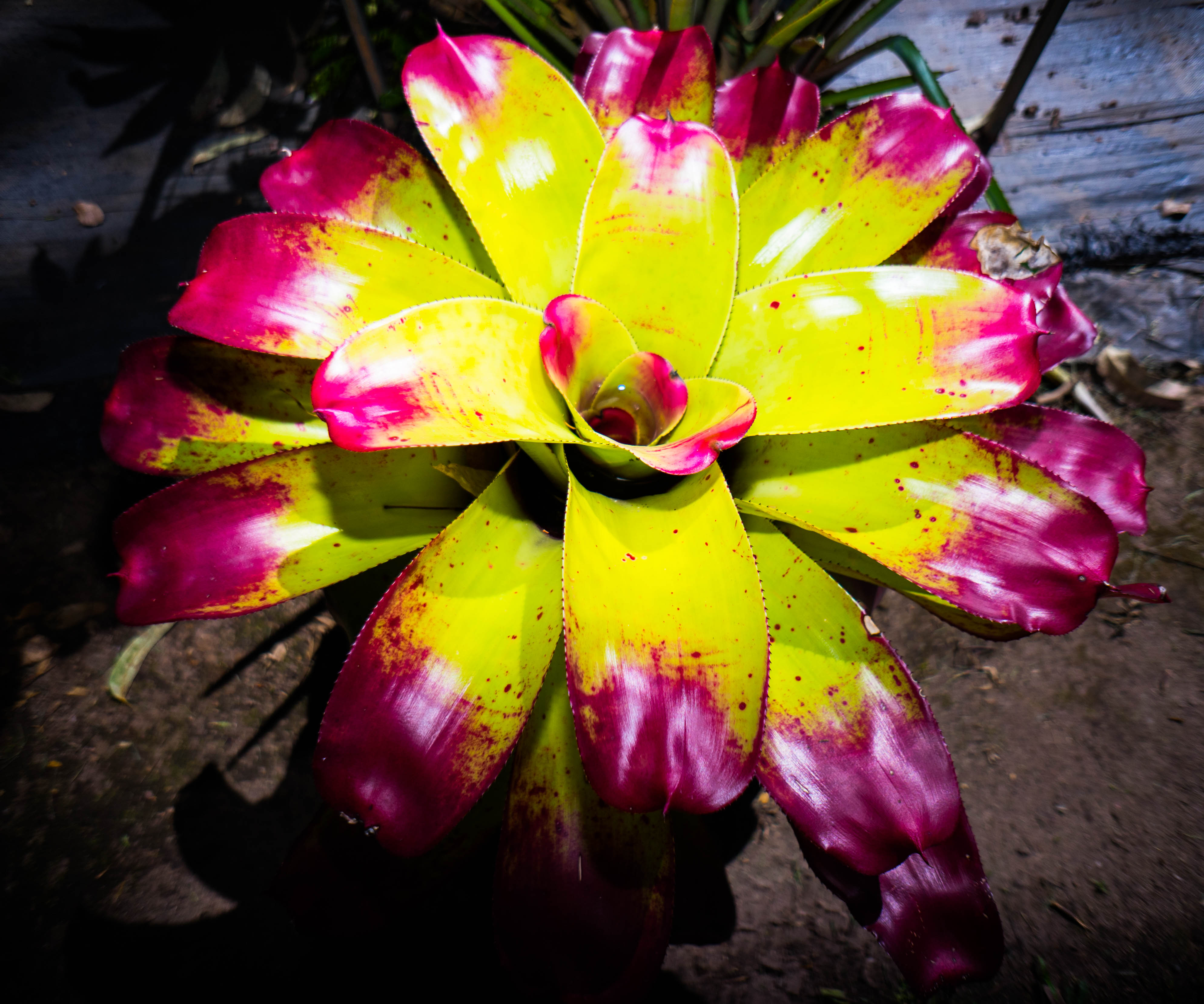 Territory Exotics & Watergardens | Bromeliads and Exotic Plants