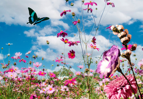 All Products | Fine Fleur Magazine