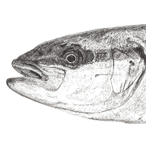 Yellowtail Kingfish - Print No. 3/100 | Coastal Art Australia