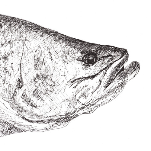 Barramundi - Print No. 3/100 | Coastal Art Gallery