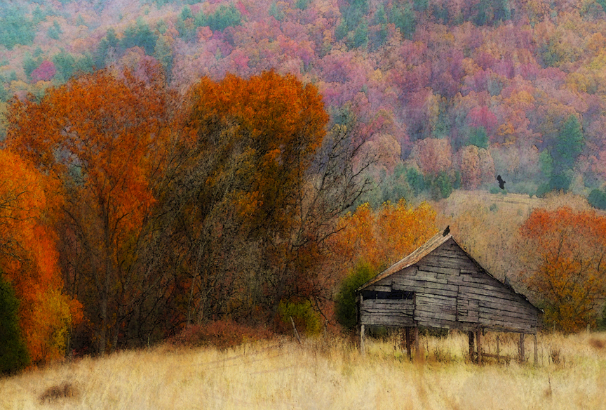 Deborah Baird (former member) | Nelson Gallery