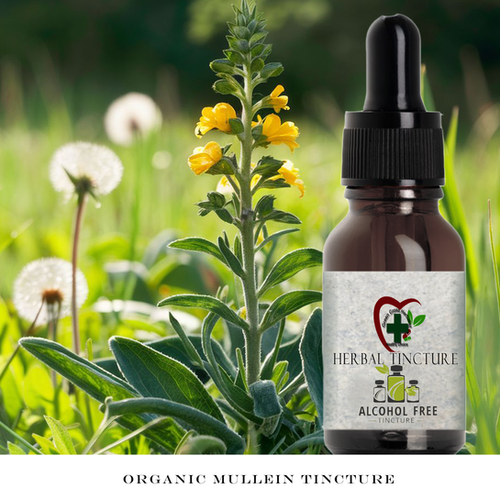 Mullein Tincture ORGANIC Concentrate ALCOHOL FREE Extract Herbal | Good ...