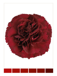 HOME | La Gaitana Farms - Colombian Flowers
