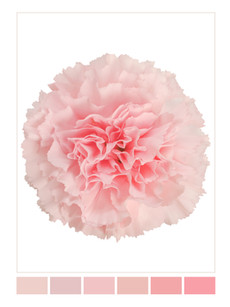 HOME | La Gaitana Farms - Colombian Flowers