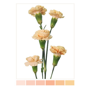 HOME | La Gaitana Farms - Colombian Flowers