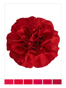HOME | La Gaitana Farms - Colombian Flowers