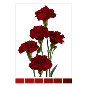HOME | La Gaitana Farms - Colombian Flowers