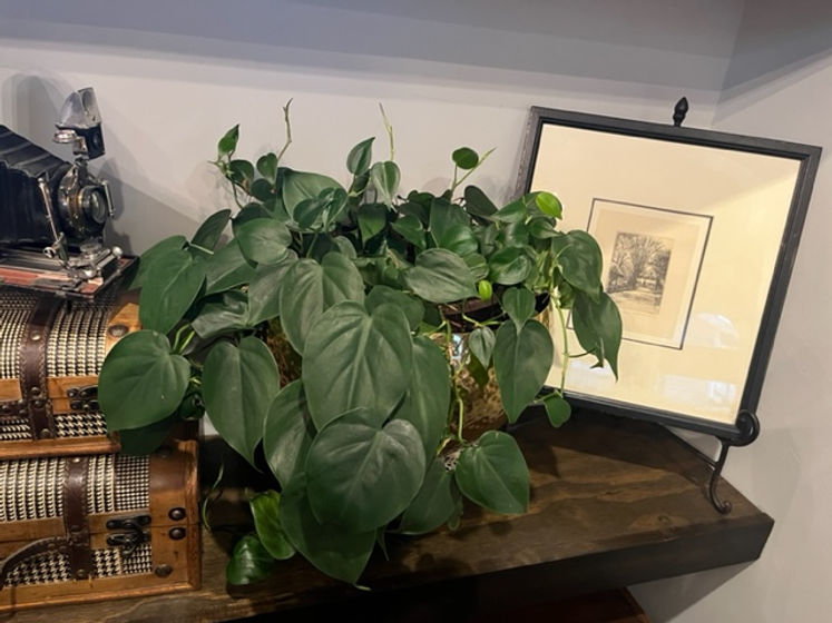 MDH Design: Interior Designer Portfolio | Valparaiso, IN