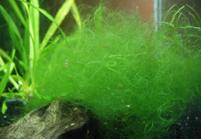 Algae Control: Filamentous, string, hair algae