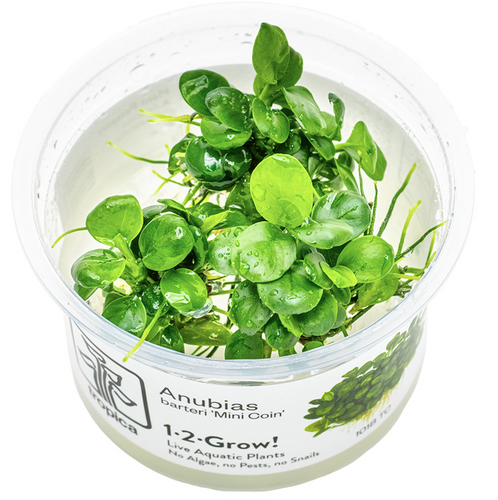 Anubias Barteri 'Mini Coin' - Tropica Tissue Culture Cup | AquascapeGuide
