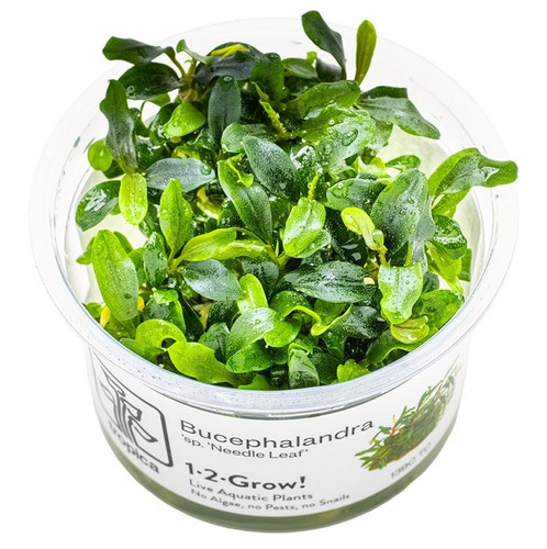 Bucephalandra sp. 'Needle Leaf' - Tropica Tissue Culture Cup ...