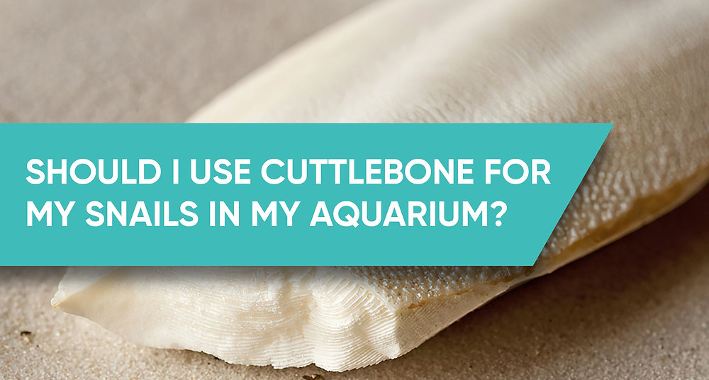 Should I use cuttlebone (calcium carbonate) for my snails in my aquarium?