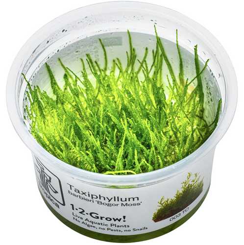 Taxiphyllum Barbieri (Boger or Java Moss) - Tropica Tissue Culture Cup ...