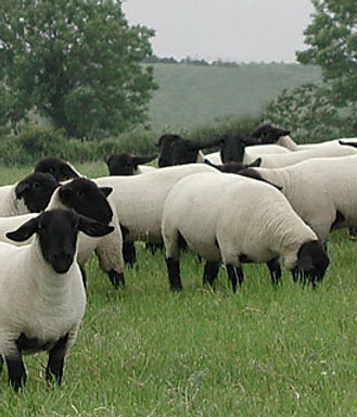suffolk sheep origin