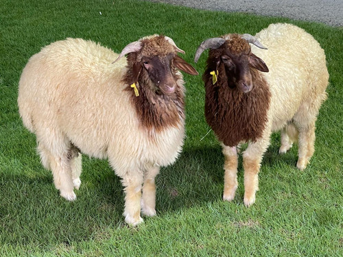 Egyptian Barki Lamb Livestock 40 to 45 kg | Harvest Worldwide