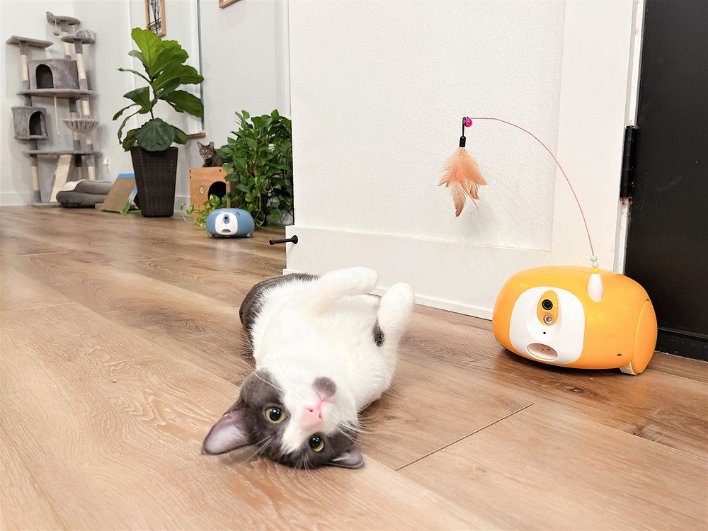 Do you know Pumpkii can do more tasks?