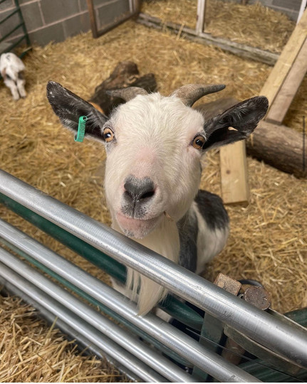 Woodland Alpaca Farm in Cheshire