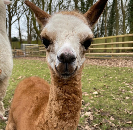Woodland Alpaca Farm in Cheshire