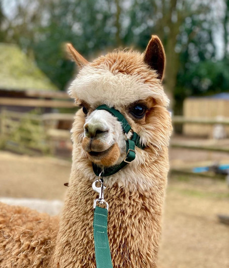 Woodland Alpaca Farm in Cheshire