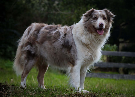 Bonnieroy Farm Border Collie Breeder | Our Retired Dogs