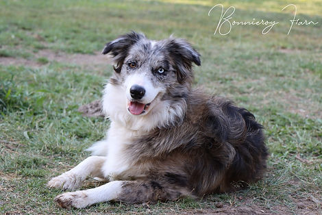 Bonnieroy Farm Border Collie Breeder | Our Retired Dogs