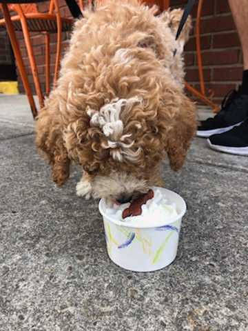 Pup Menu | Brunch