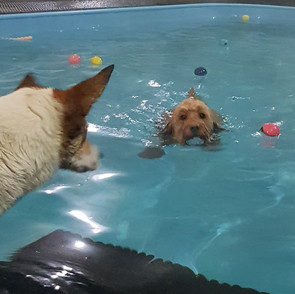 Swimming Pool For Dogs | Dog Splash | Westham