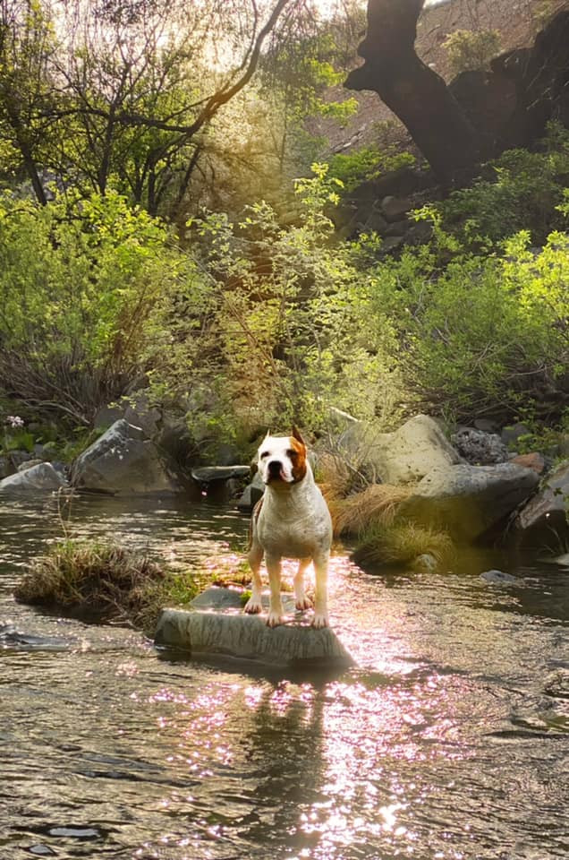 Home [www.pistolsrescueranch.com]