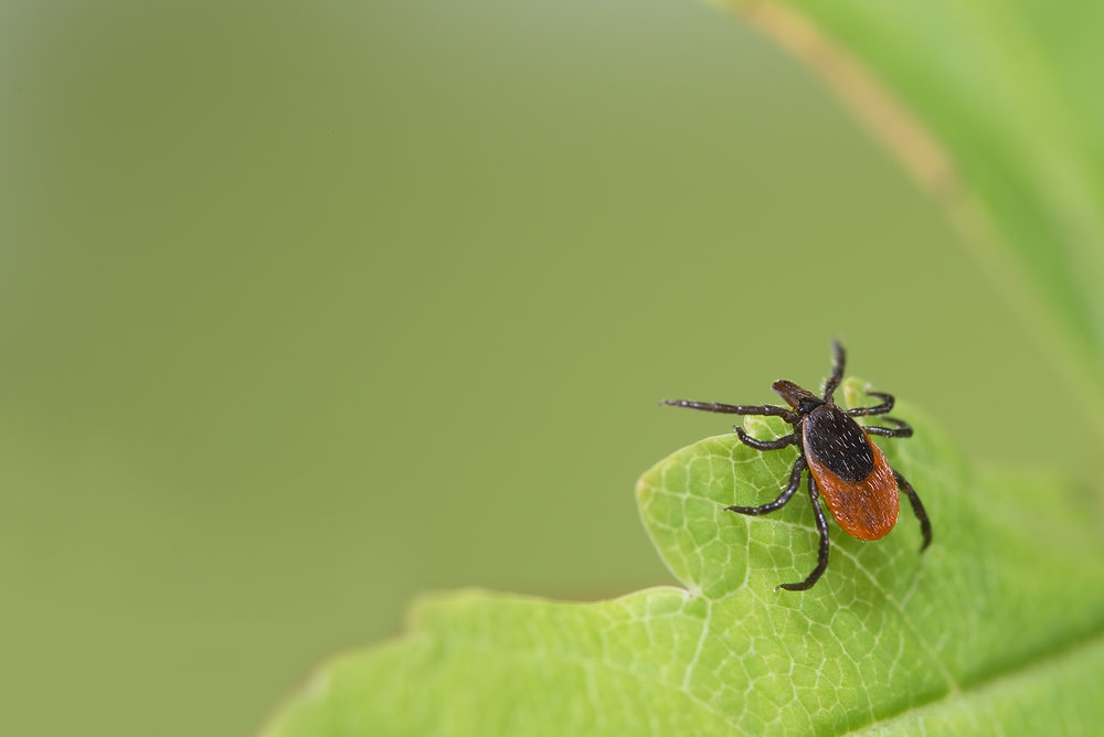 How to Tick-Proof Your Yard. Tick infestation extermination for pest ...