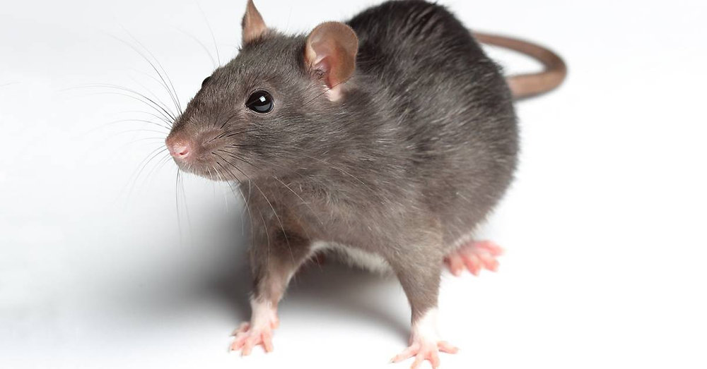 Mice vs. Rats: How to Tell the Difference