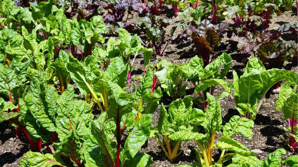 Foods to eat in Spring