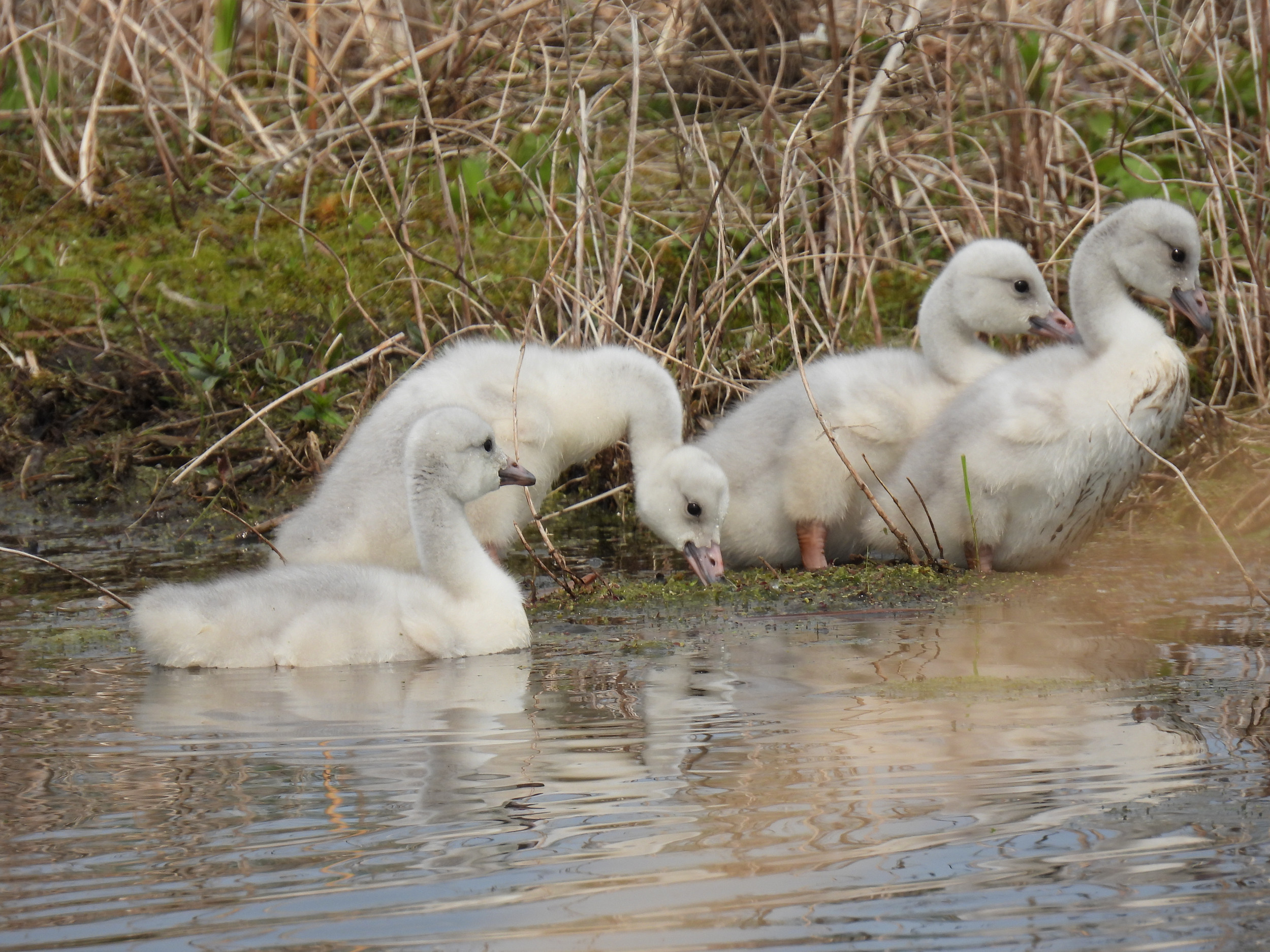 Cygnets: Fluff Balls & Feathers