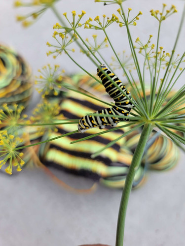 Excited Caterpillar | AndromedaHandWorks