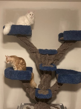 Gallery | Custom Cat Cribs