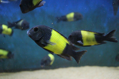 Tropheus black ikola | Coopscichlids